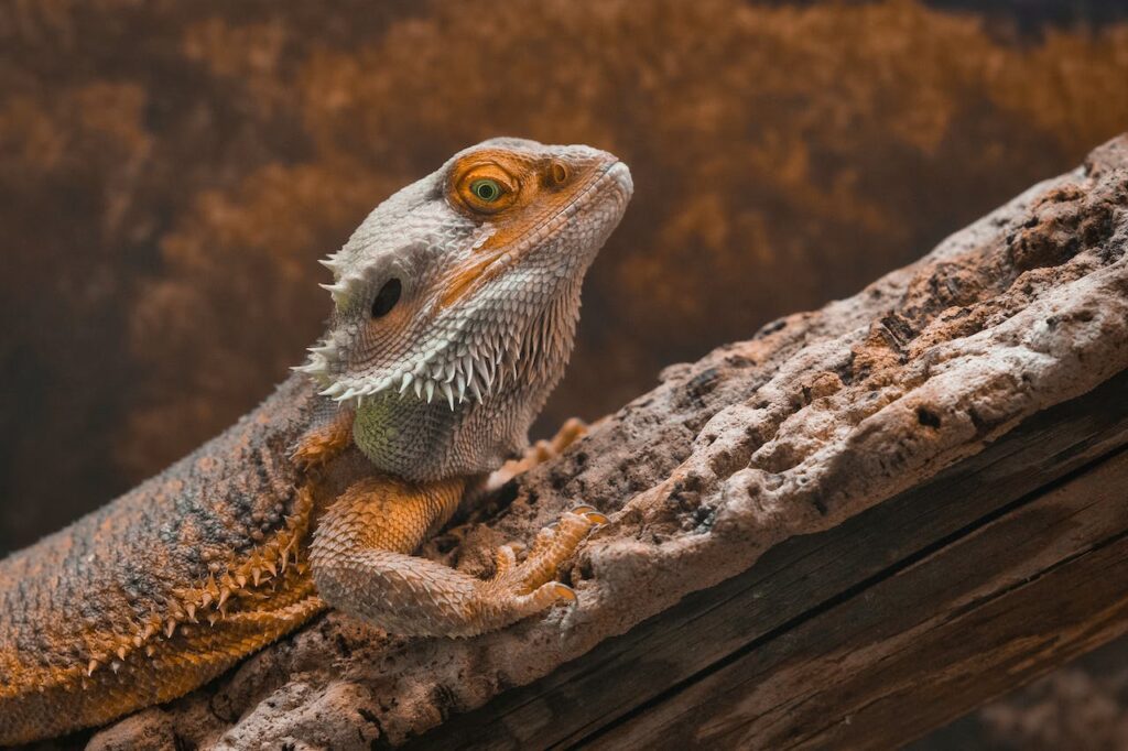 Red Bearded Dragon Mastery: Is This Morph Right For You?