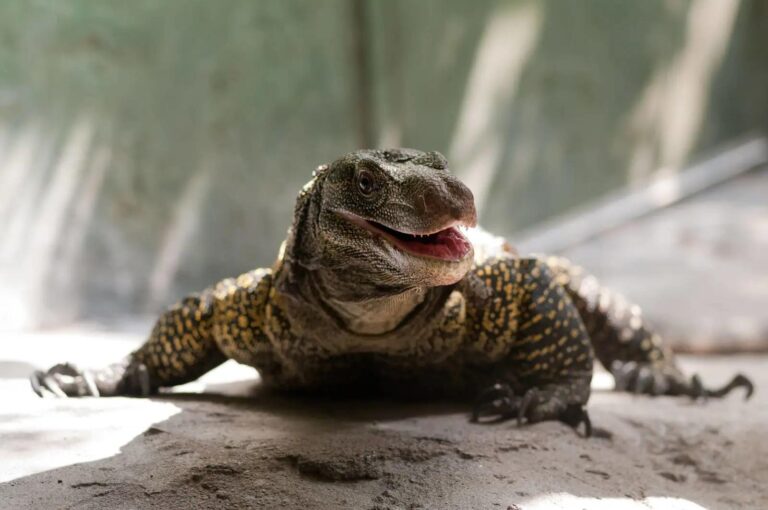 5 Best Pet Monitor Lizards: Top Species For Beginners