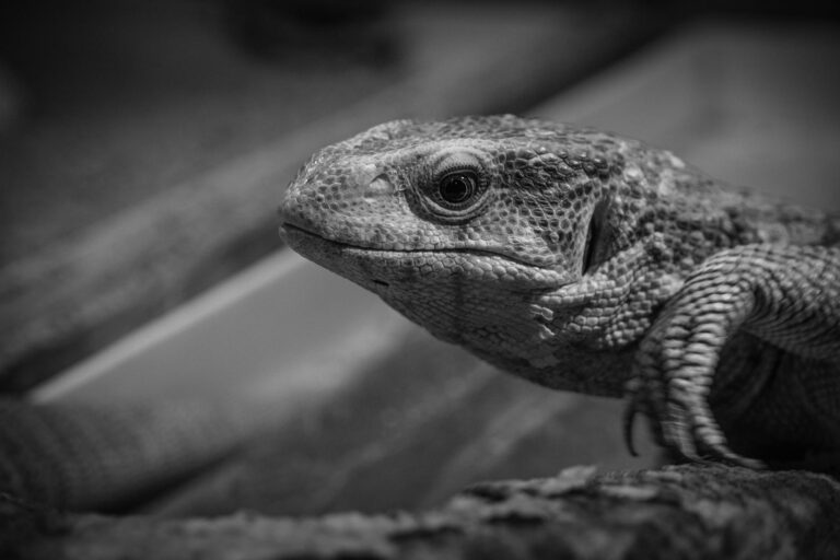 5 Best Pet Monitor Lizards: Top Species For Beginners